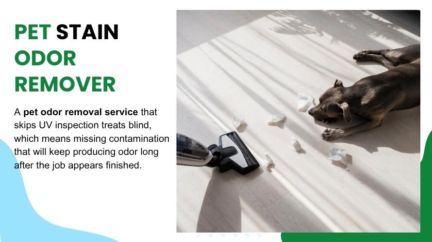 How Pet Odor Removal Finds Hidden Stains | Atlanta Pros